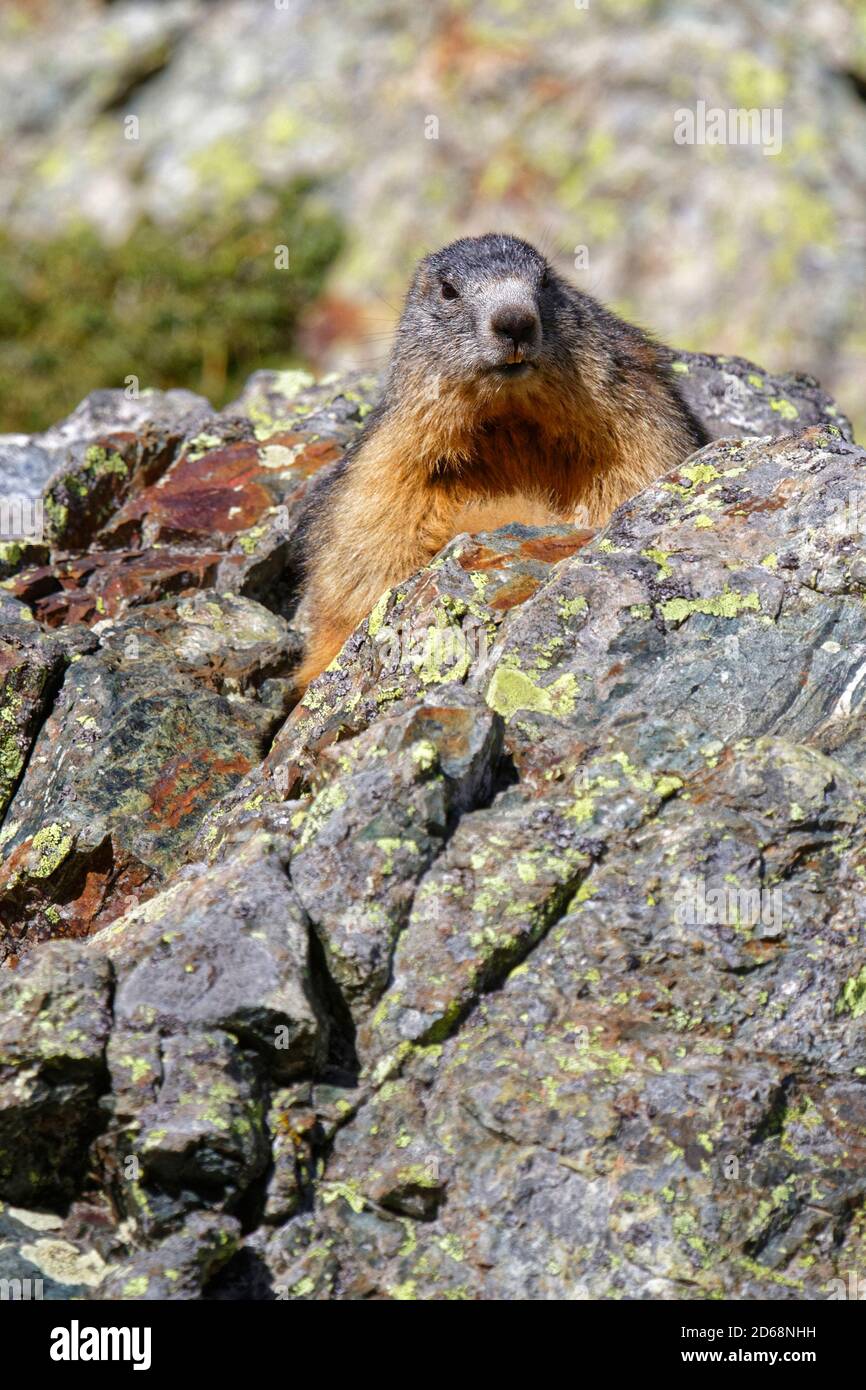 A marmotta looks at the camera from behind its rock Stock Photo - Alamy