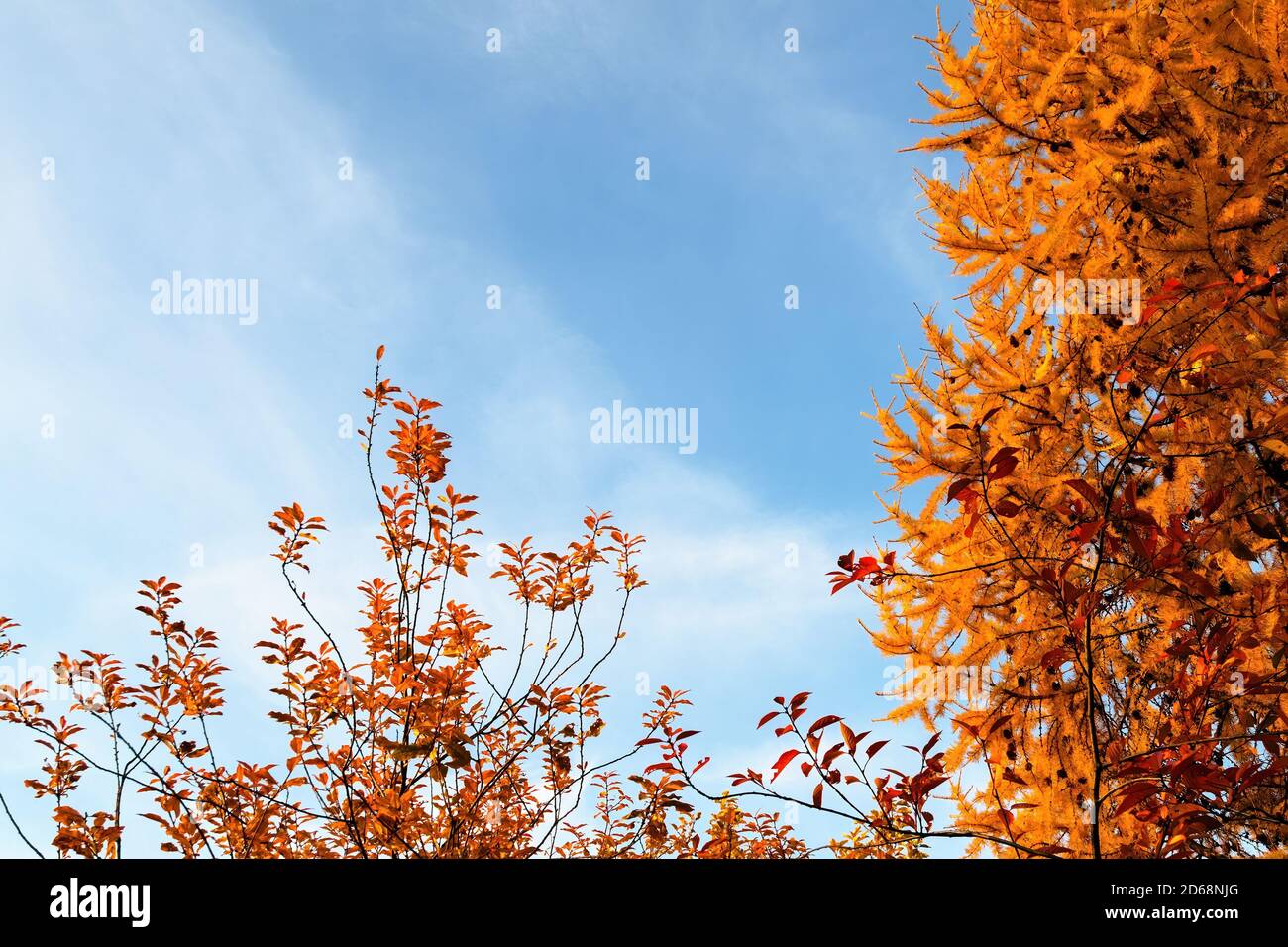 Larch Tree Leaves High Resolution Stock Photography and Images - Alamy