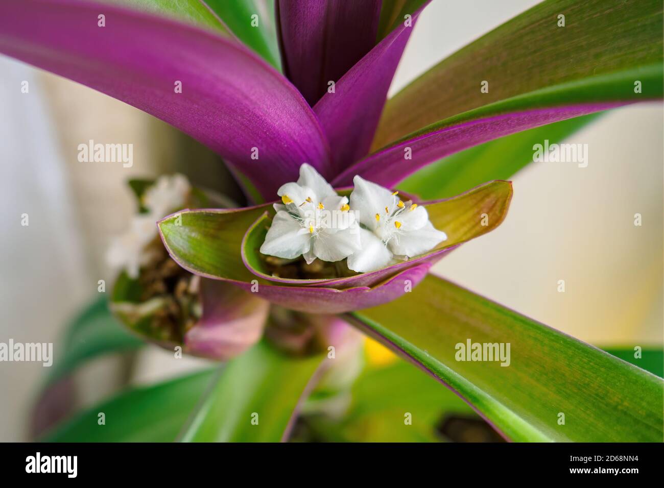 Lily boat hi-res stock photography and images - Alamy