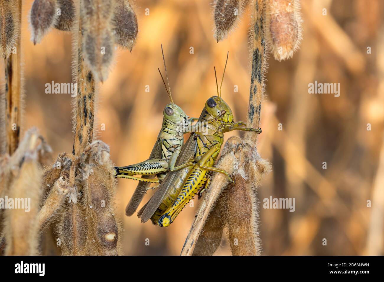 Leaf damage grasshopper hi-res stock photography and images - Alamy