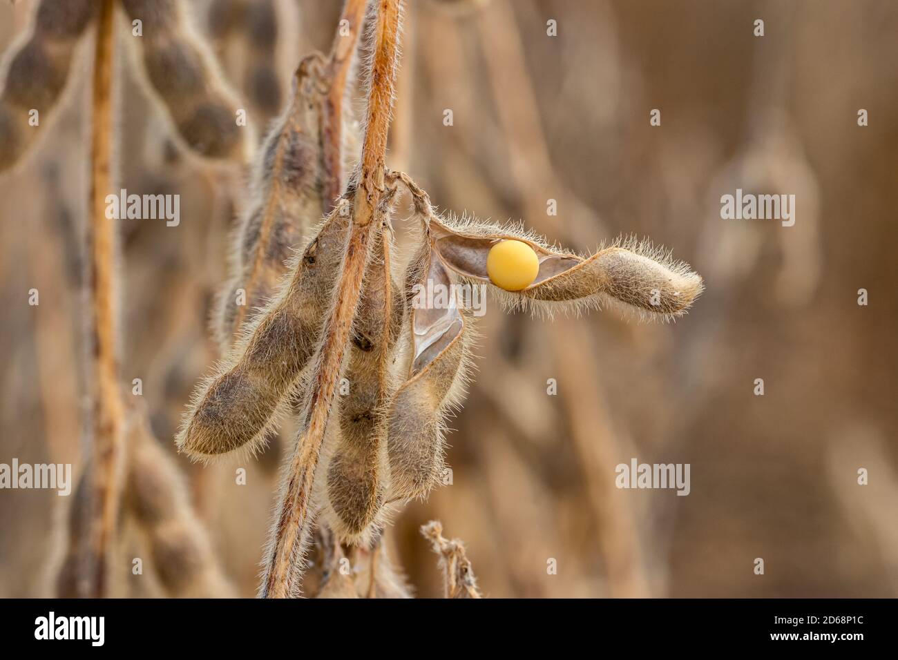 Closeup of soybean pod shattering with seed in field during harvest ... Closeup of soybean pod shattering with seed in field during harvest ...