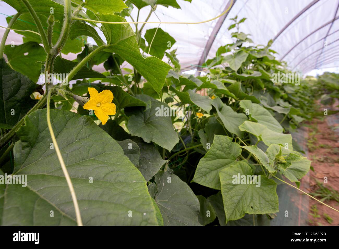 Yellow flowering Cucumber plants growing indoors in a growing tunnel or ...