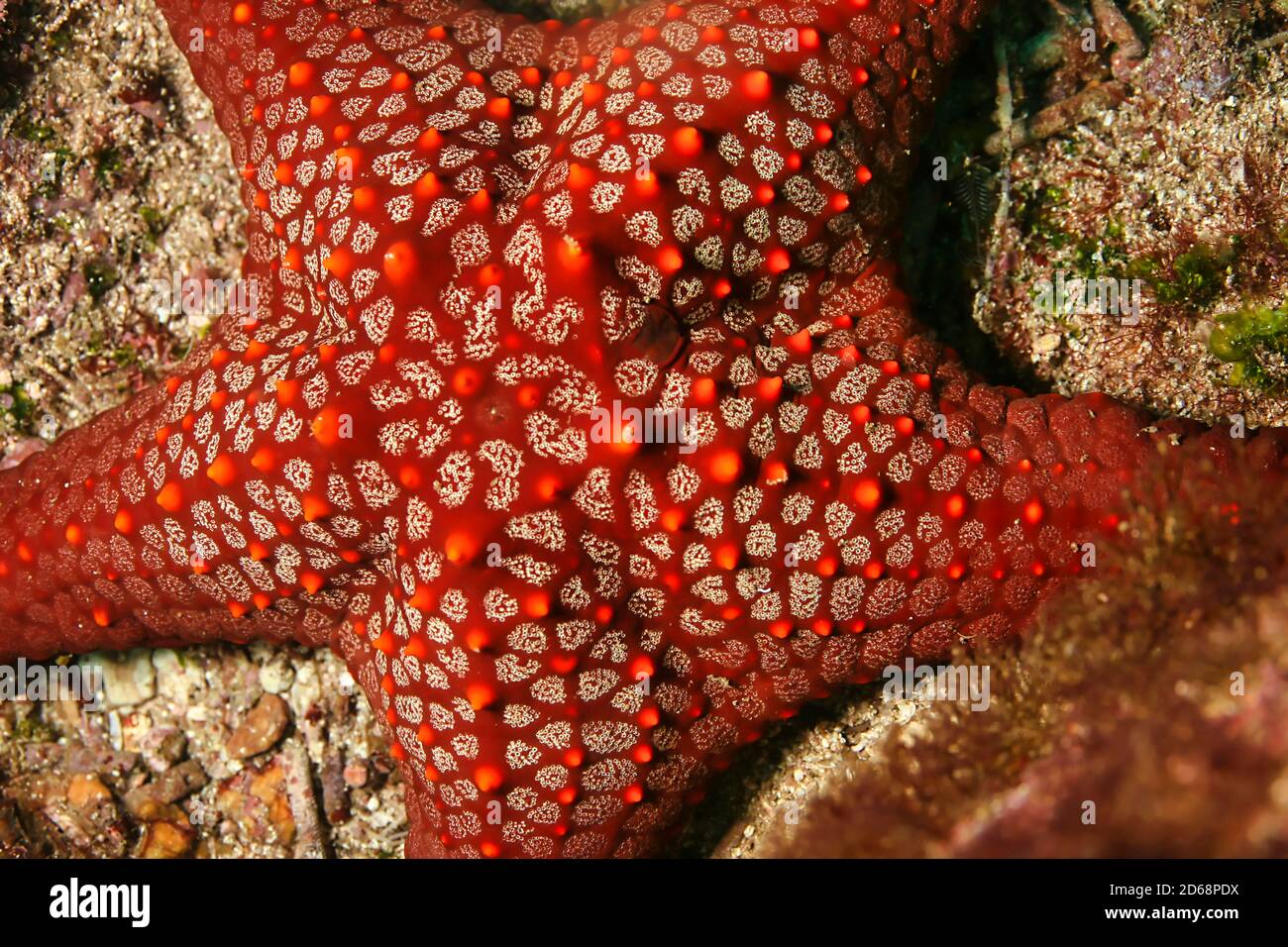 Starfish galapagos islands hi-res stock photography and images - Alamy