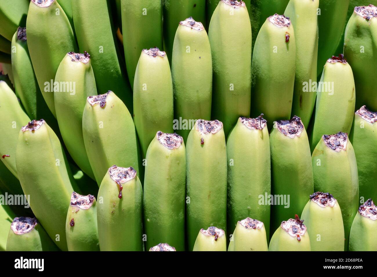 Banana Plantation Field Stock Photo - Alamy