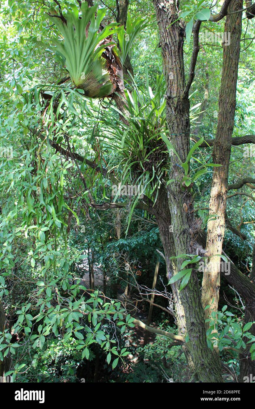 hort park in singapore Stock Photo - Alamy