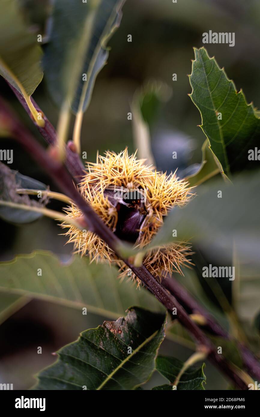 Closeup of raw chestnuts on the tree Stock Photo - Alamy
