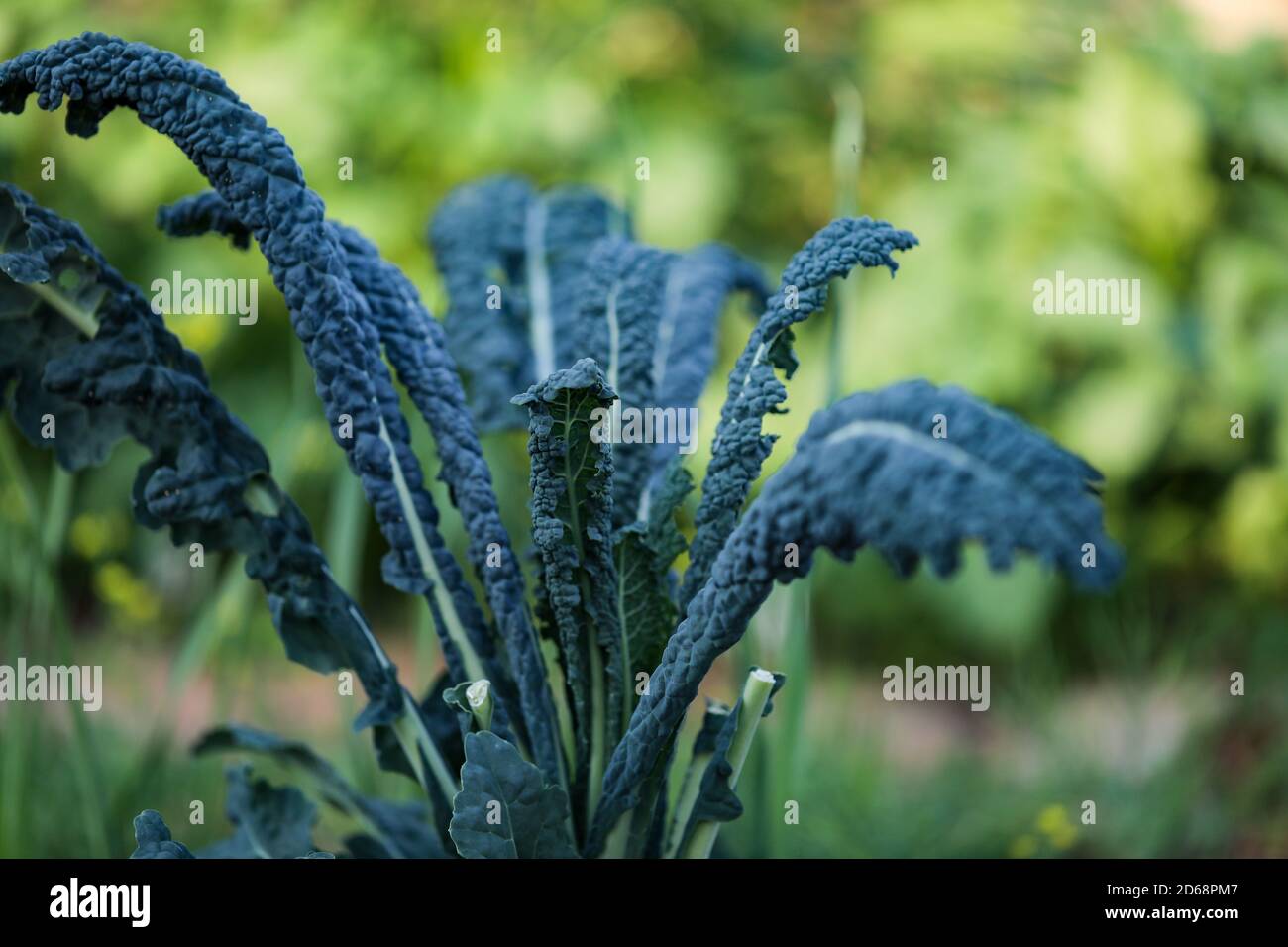 Closeup shot of kale leaves Stock Photo - Alamy