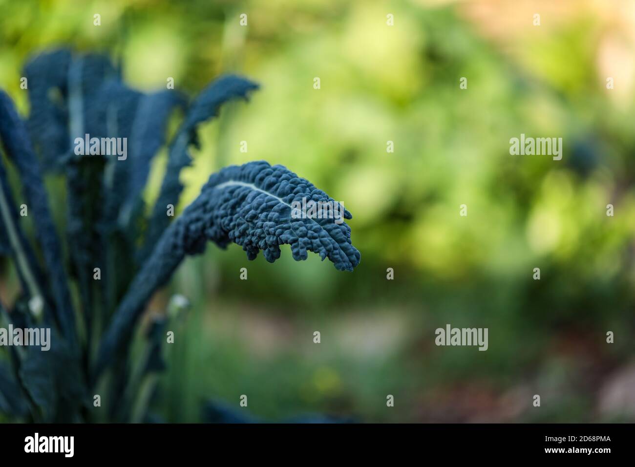 Closeup shot of kale leaves Stock Photo - Alamy