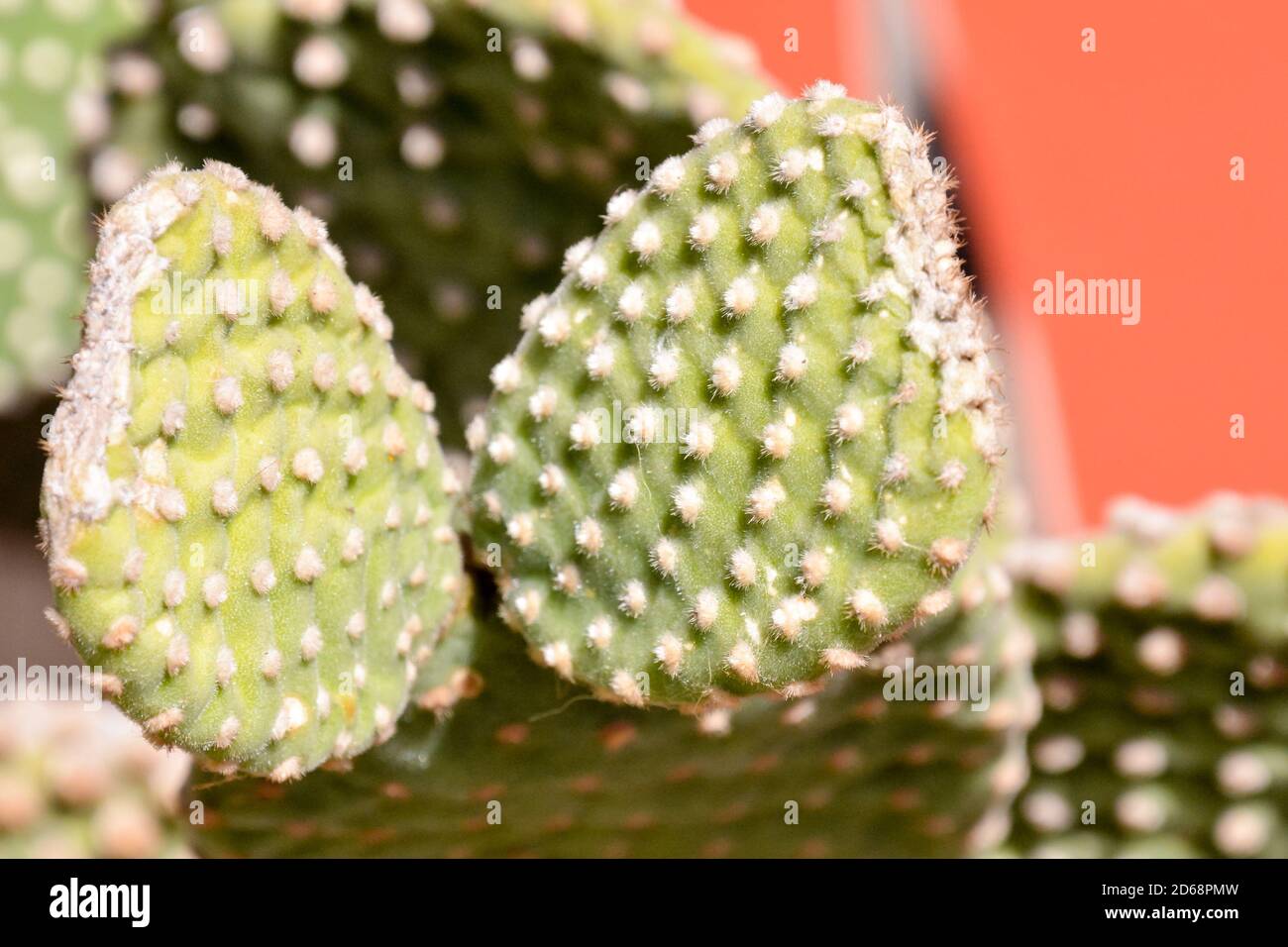 Cactus Texture Background Stock Photo - Alamy