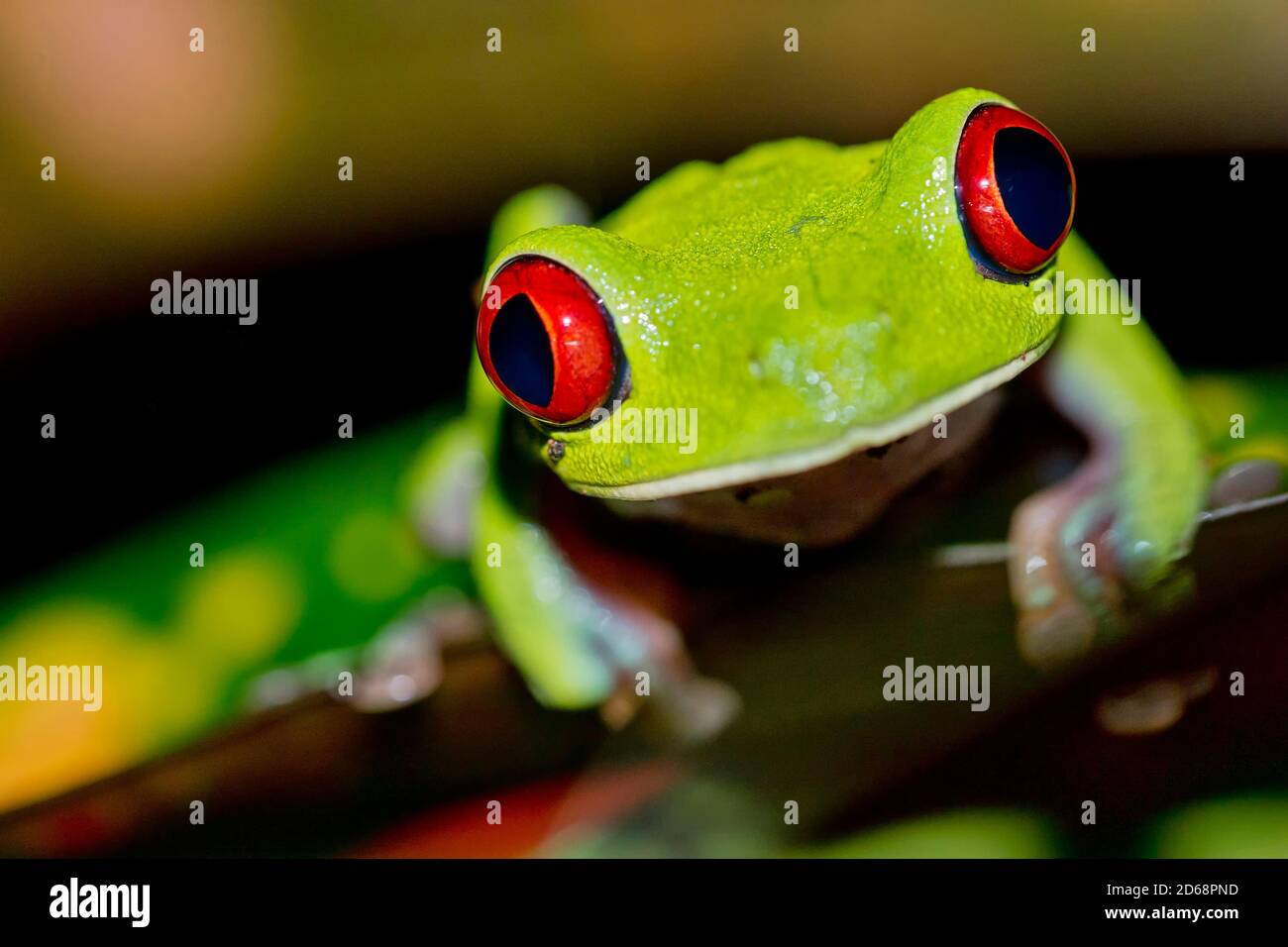 Red-eyed Tree Frog, Agalychnis callidryas, Tropical Rainforest ...