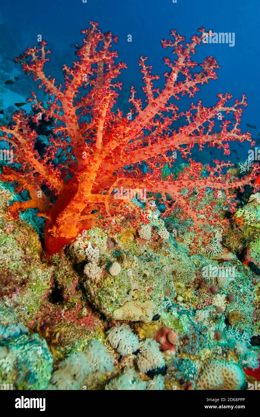 Soft Coral, Coral Reef, Red Sea, Egypt Stock Photo - Alamy