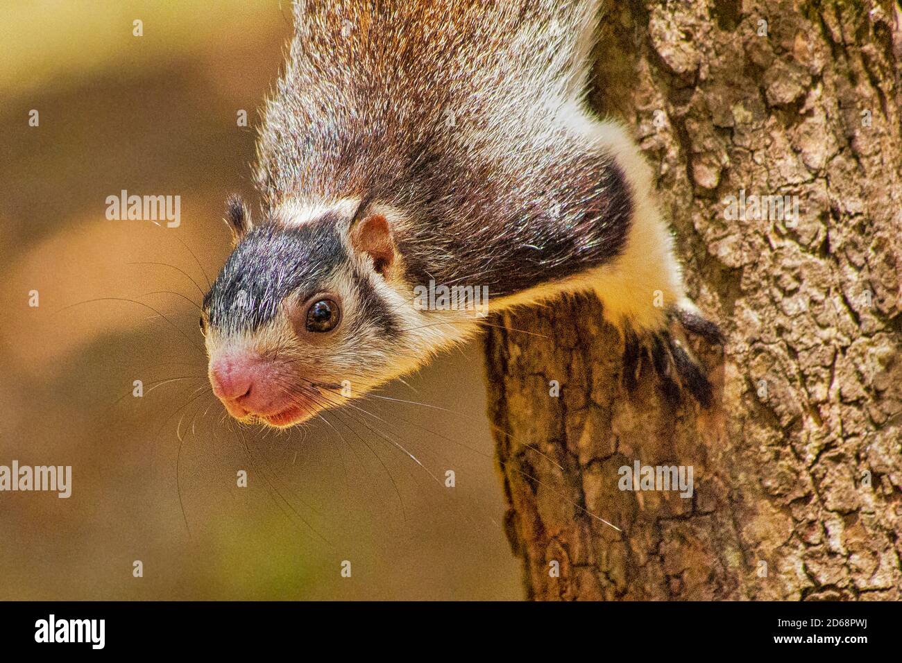 Grizzled Giant Squirrel