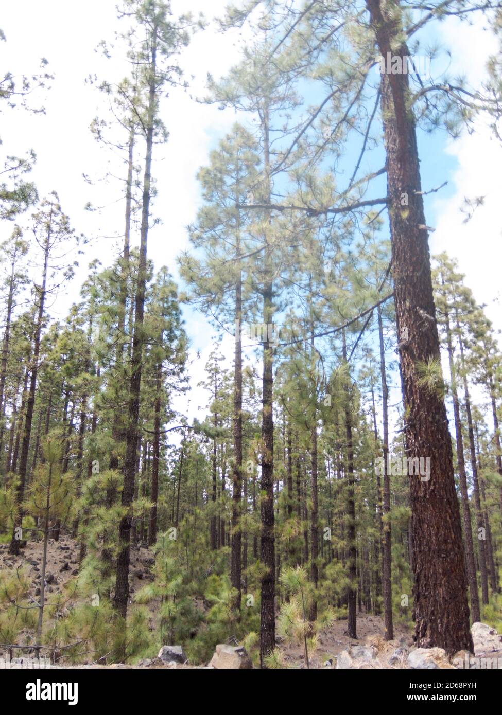 Beautiful green pine trees Stock Photo - Alamy