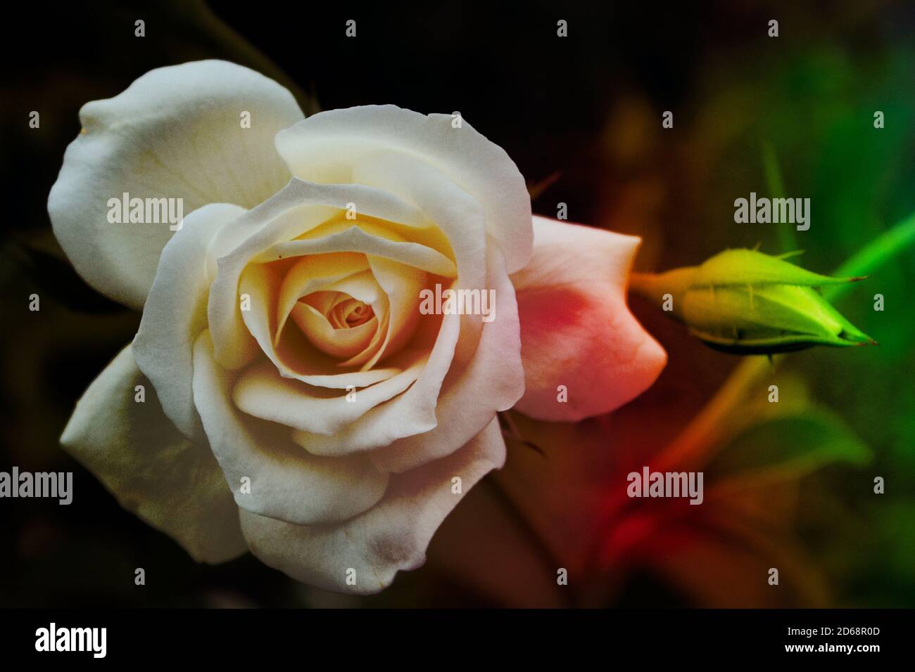 White Rose with Dramatic Lighting Stock Photo - Alamy