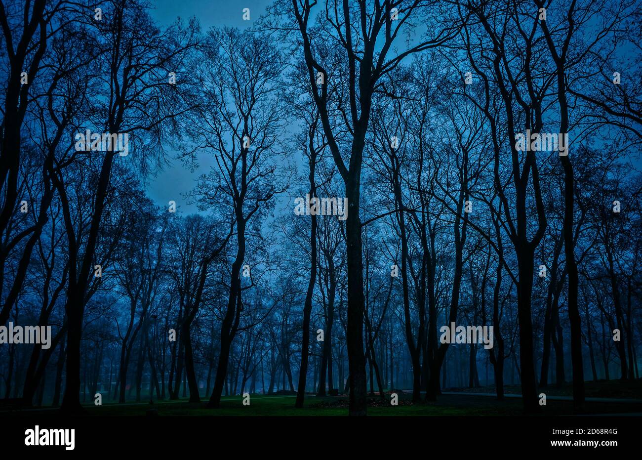 Mysterious and desolate atmosphere in a gloomy forest. Silhouettes of ...