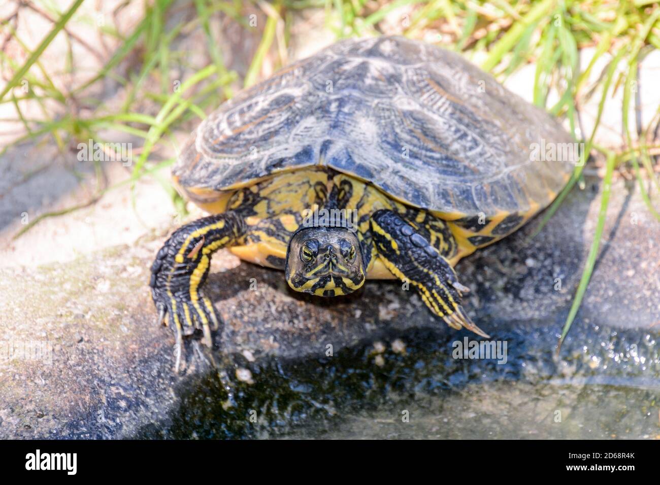Trachemys Scripta Elegans Tortoise Stock Photo - Alamy