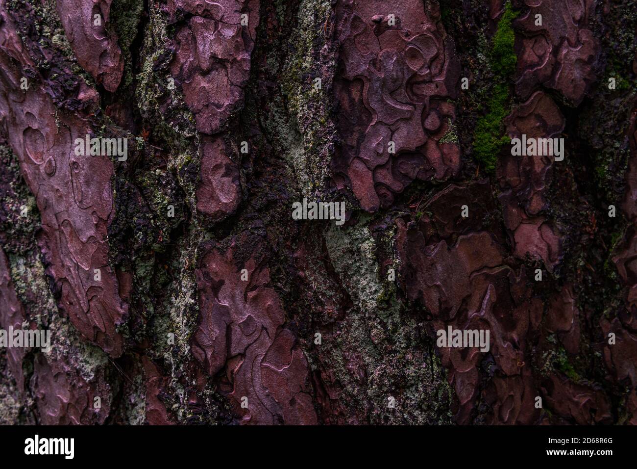 Tropical softwood tree hi-res stock photography and images - Alamy
