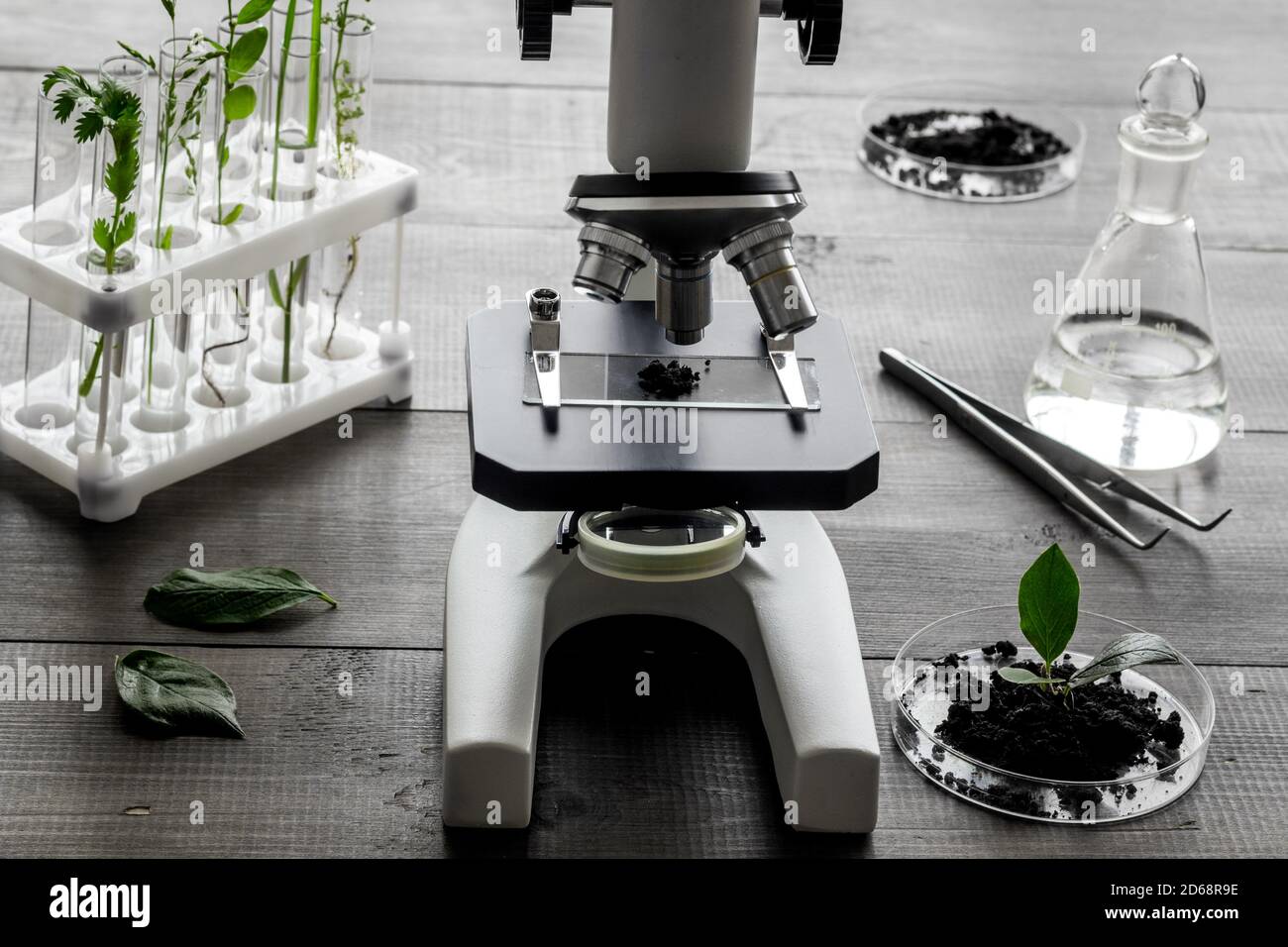 Test floral samples with microscope in biological lab Stock Photo - Alamy