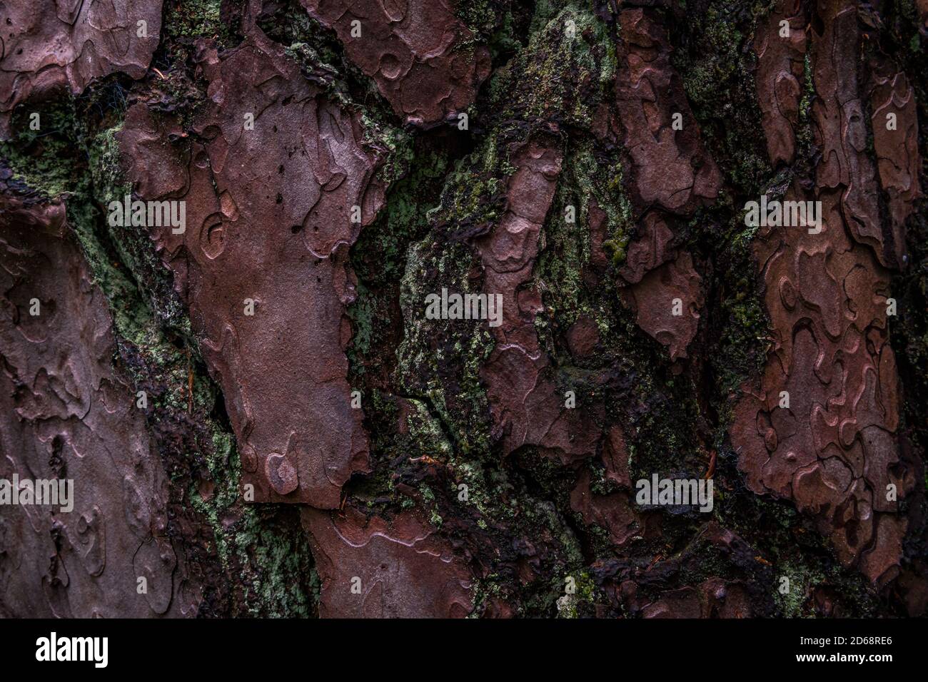 Tropical softwood tree hi-res stock photography and images - Alamy