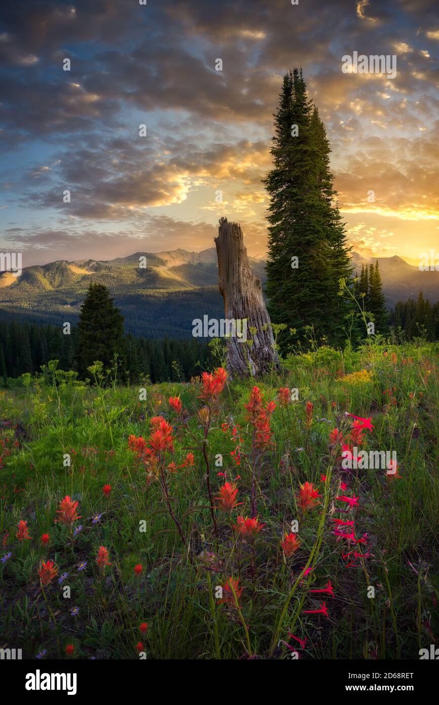 Colorado wildflowers hi-res stock photography and images - Alamy