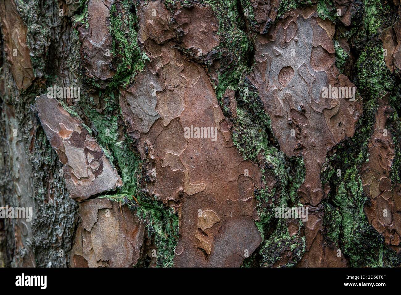 pine softwood tree texture background in mixed forest in upper swabia ...