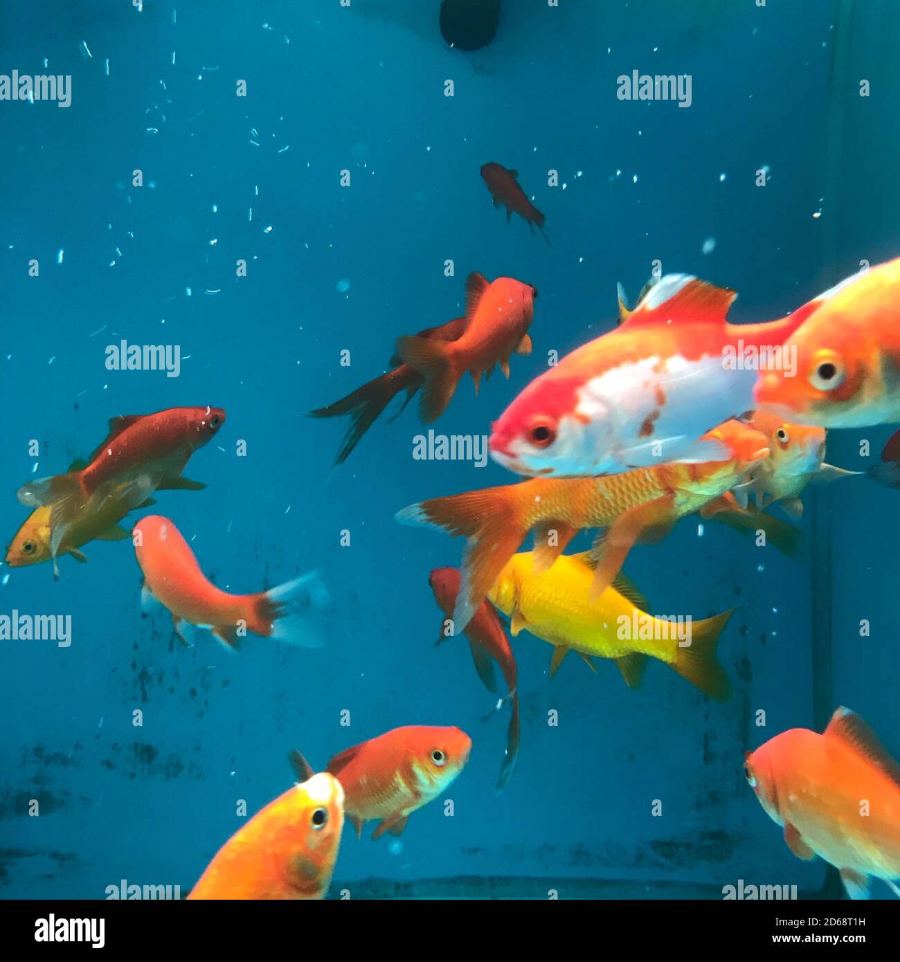 Some Orange Goldfish in a blue fishtank in a petshop Stock Photo - Alamy