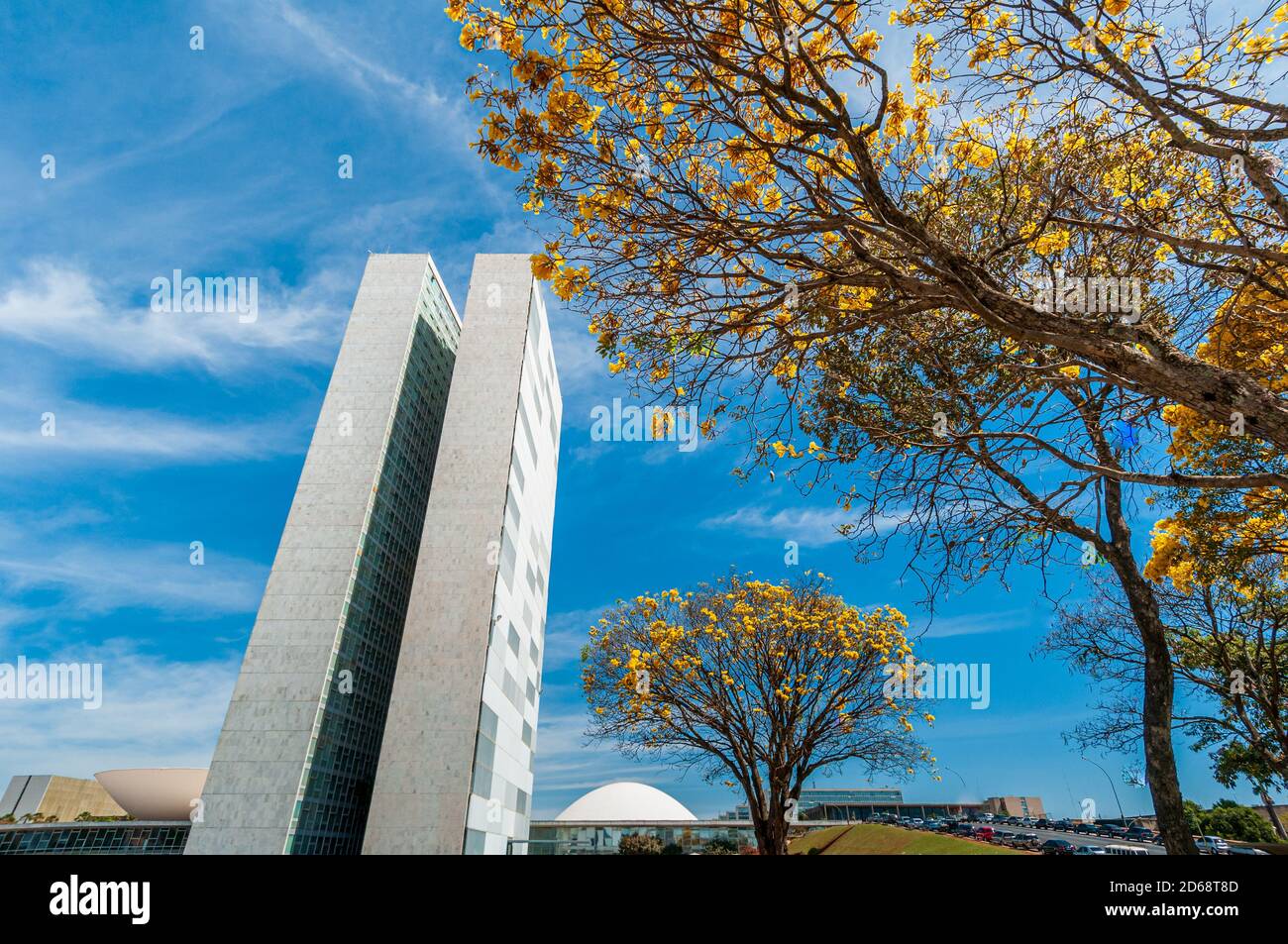 Ipe of brazil national flower hi-res stock photography and images - Alamy