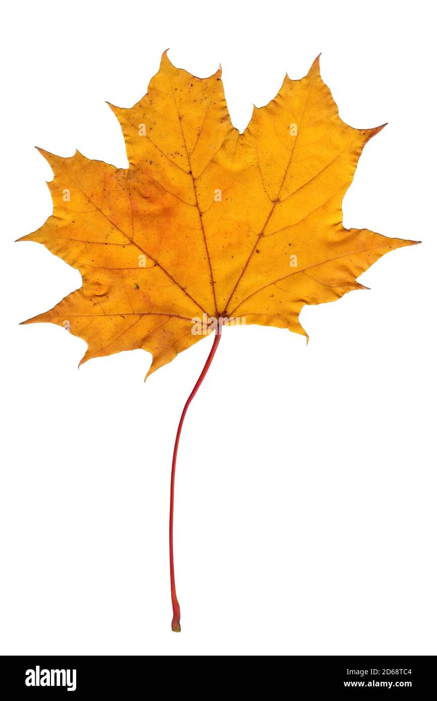 One maple leaf on a white isolated background. Close-up of a leaf of a ...