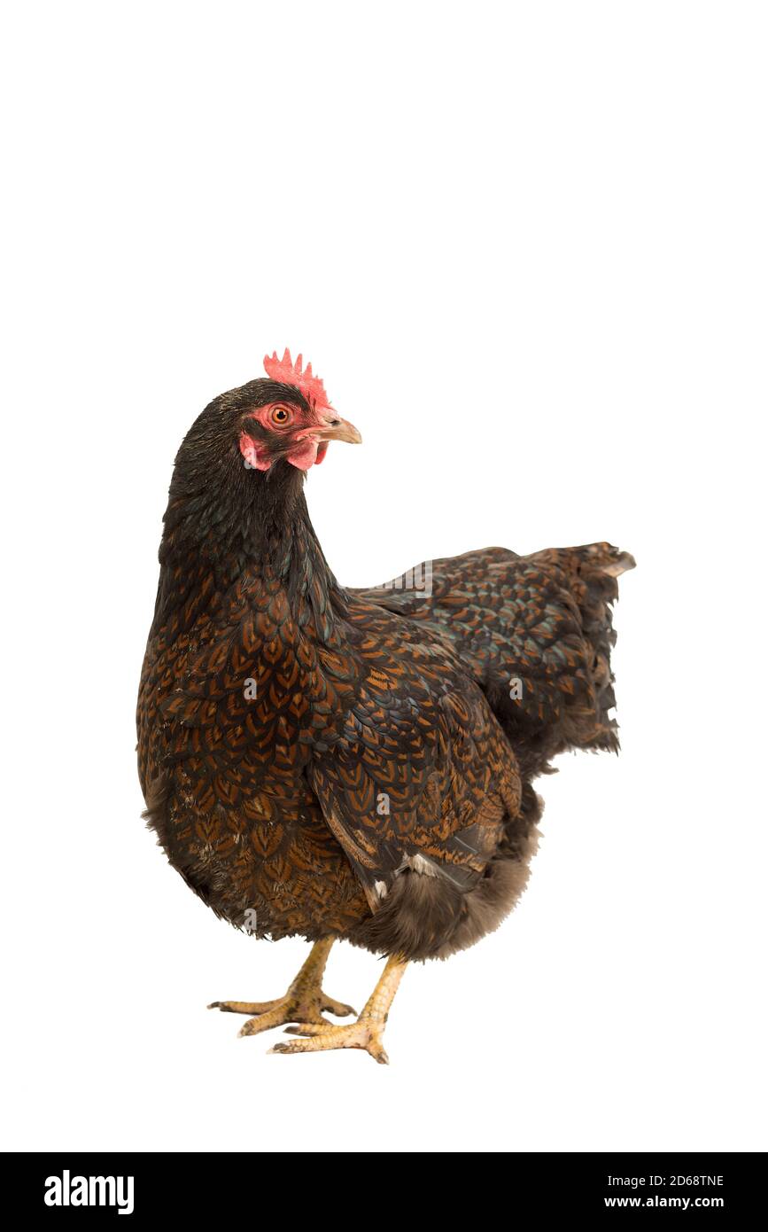Barnevelder chicken Cut Out Stock Images & Pictures - Alamy