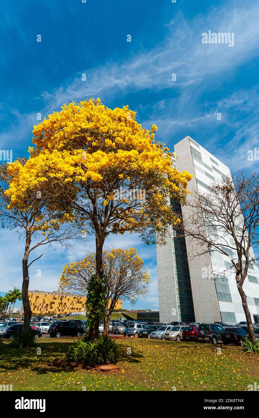 Ipe of brazil national flower hi-res stock photography and images - Alamy