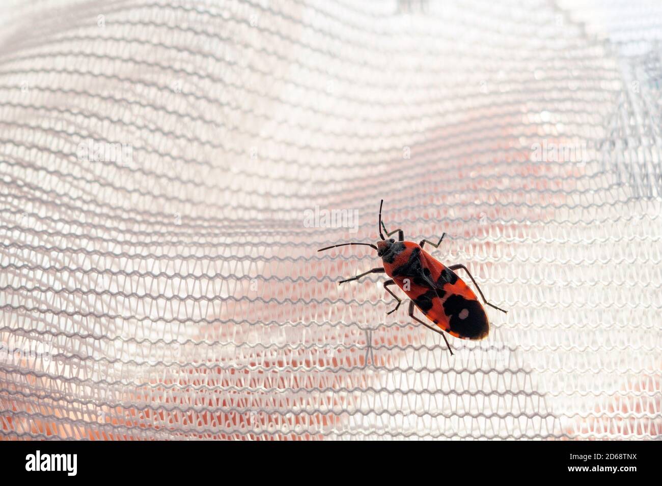 Pyrrhocoris apterus wing hi-res stock photography and images - Alamy