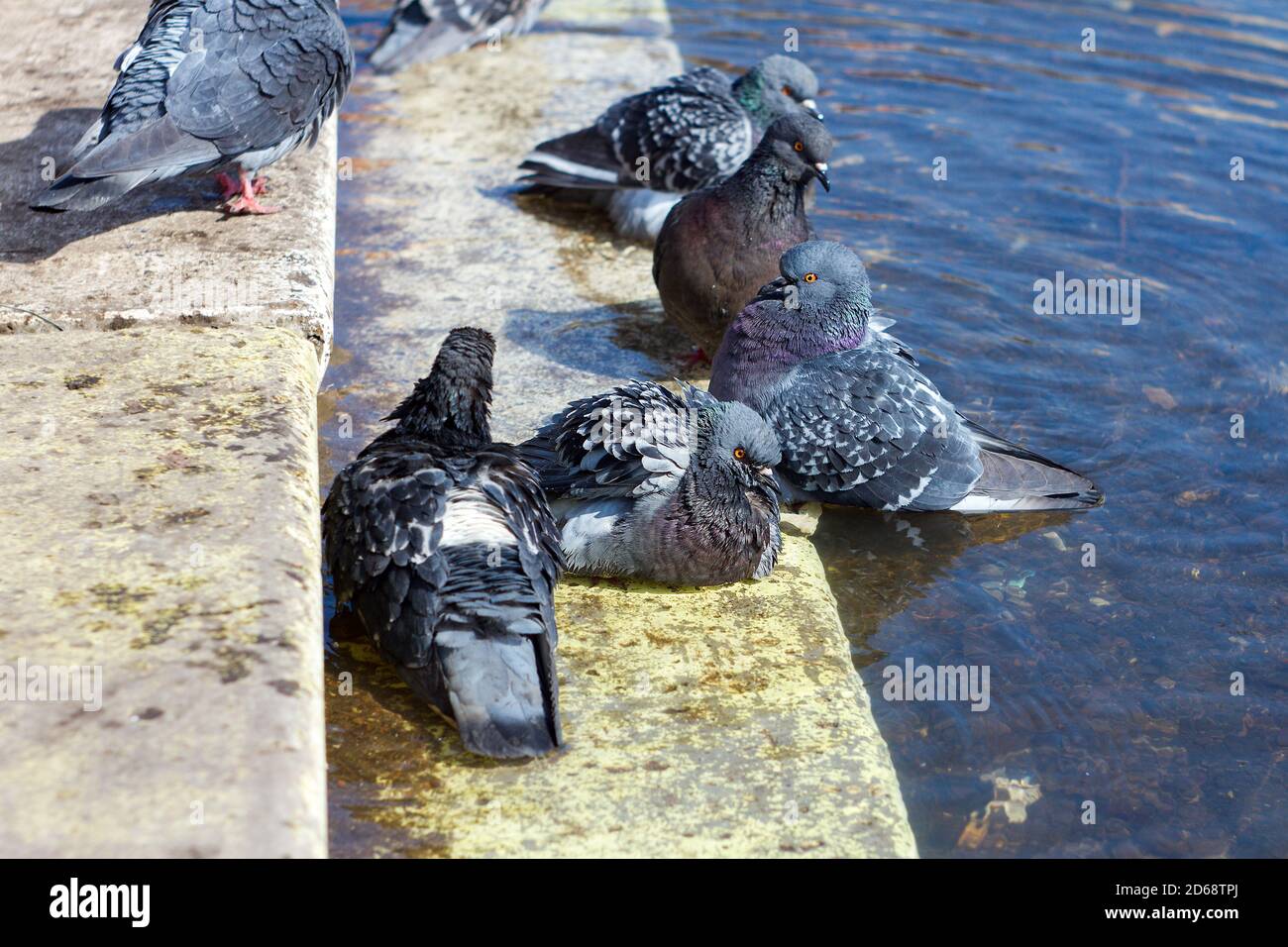 Pigeon swimming pool bird hi-res stock photography and images - Alamy