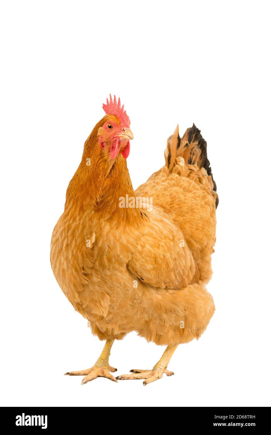A Portrait of a New Hampshire Red hen chicken standing full body ...