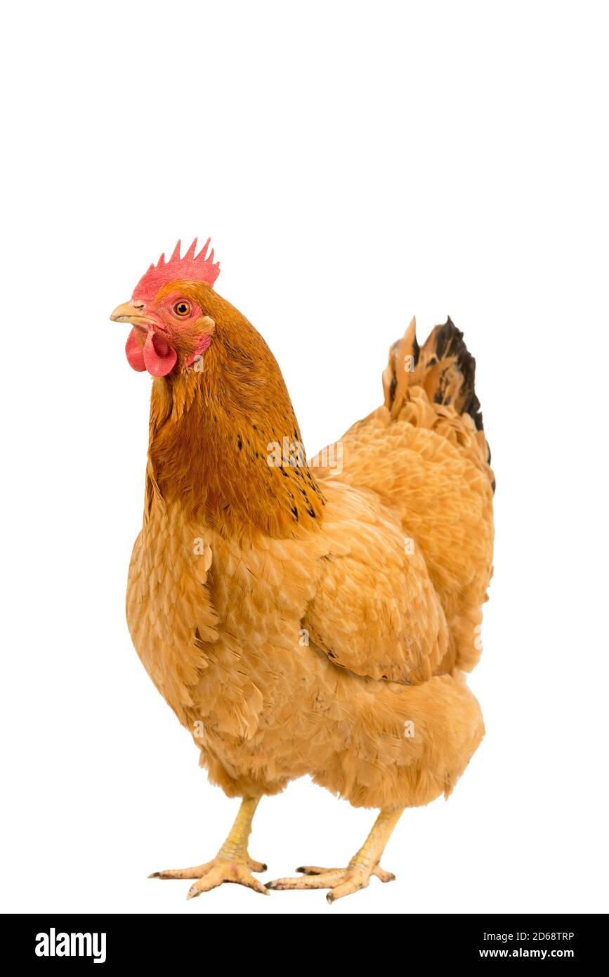 A Portrait of a New Hampshire Red hen chicken standing full body ...