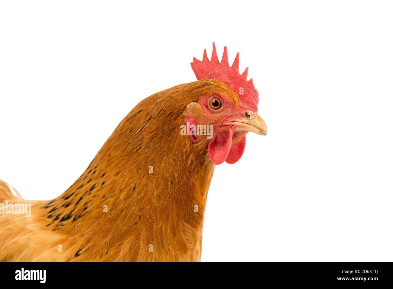 Chicken Head Chicken Head