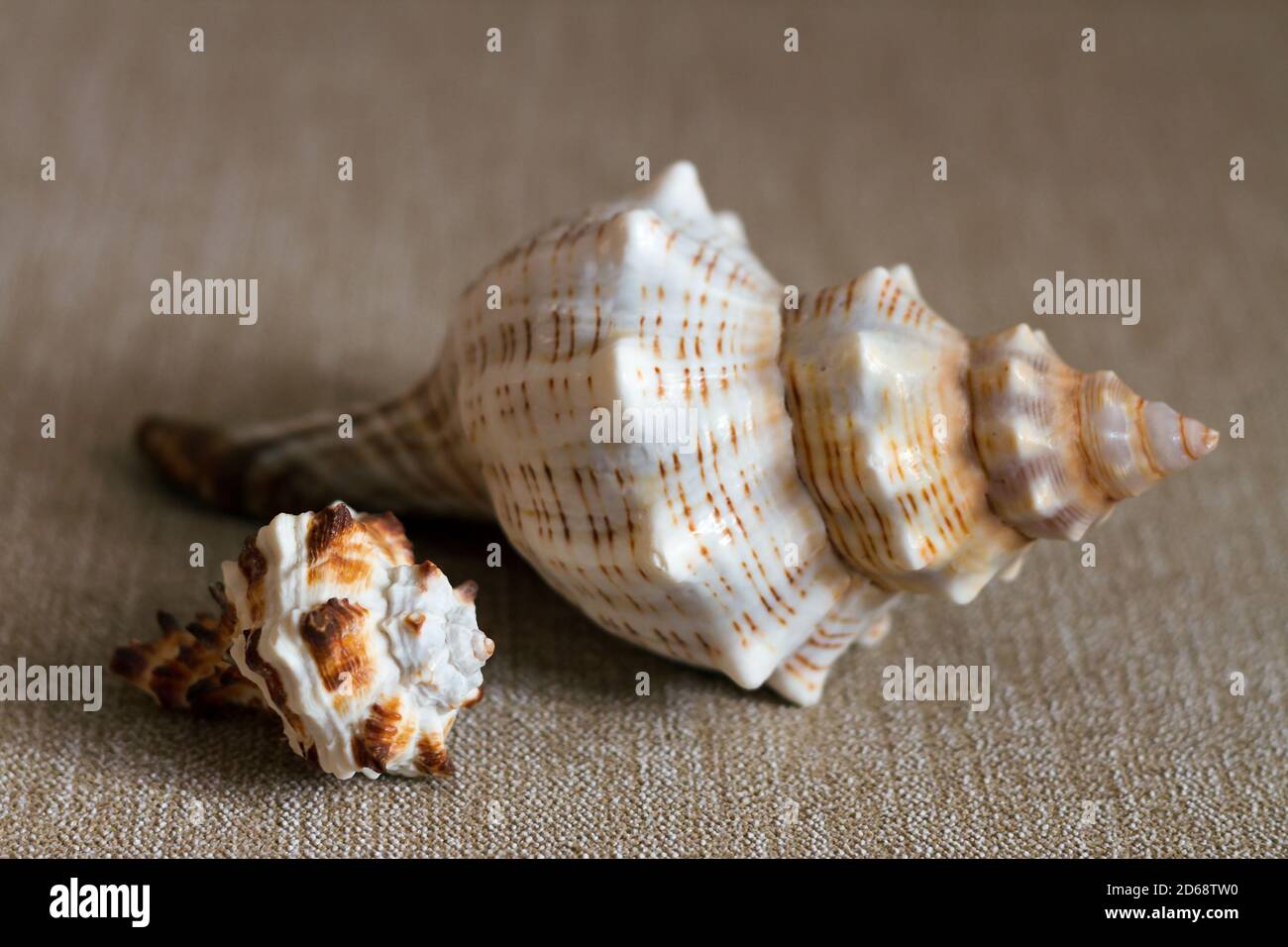 Beige seashells hi-res stock photography and images - Alamy