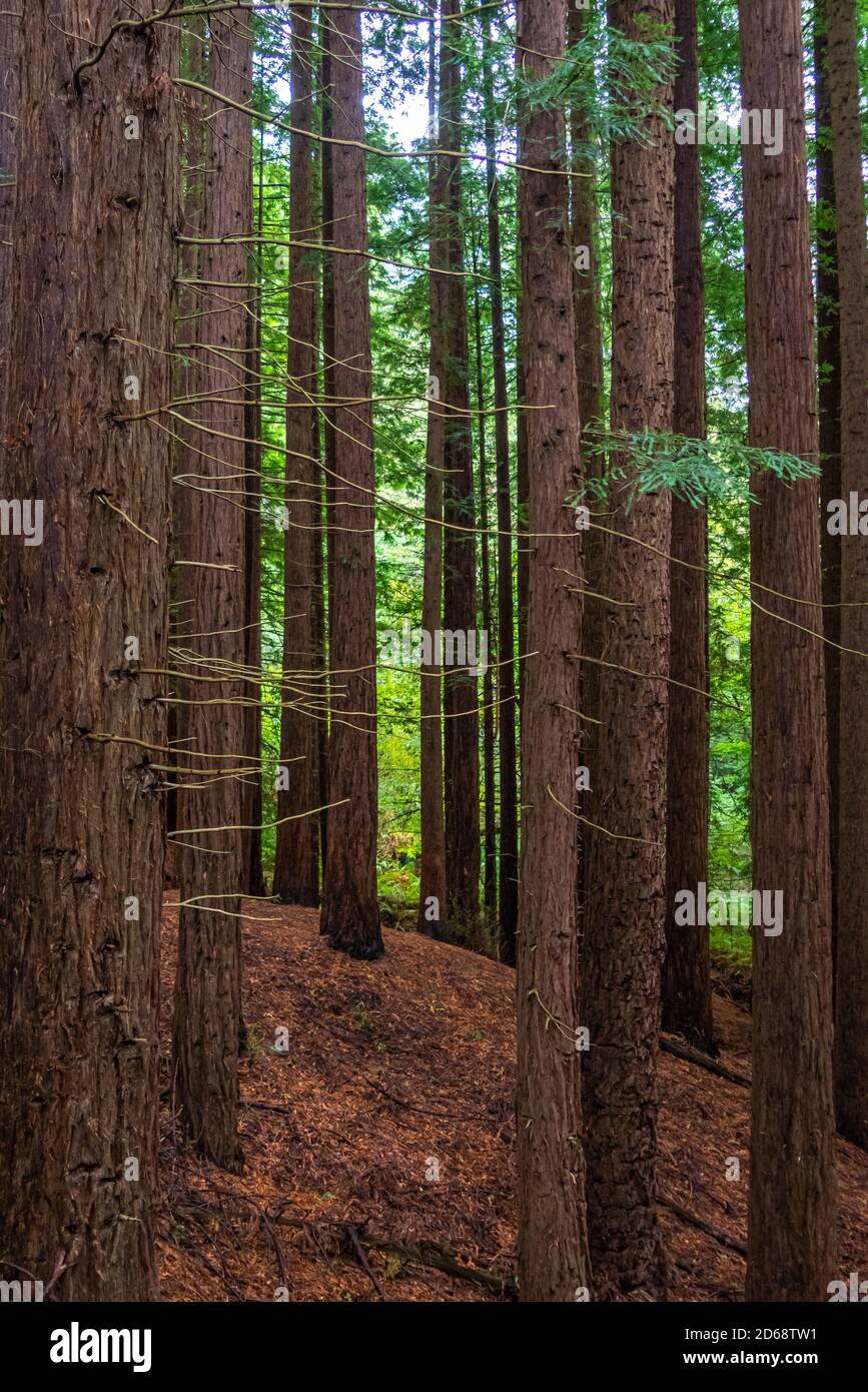 Secuoyas del monte cabezón hi-res stock photography and images - Alamy