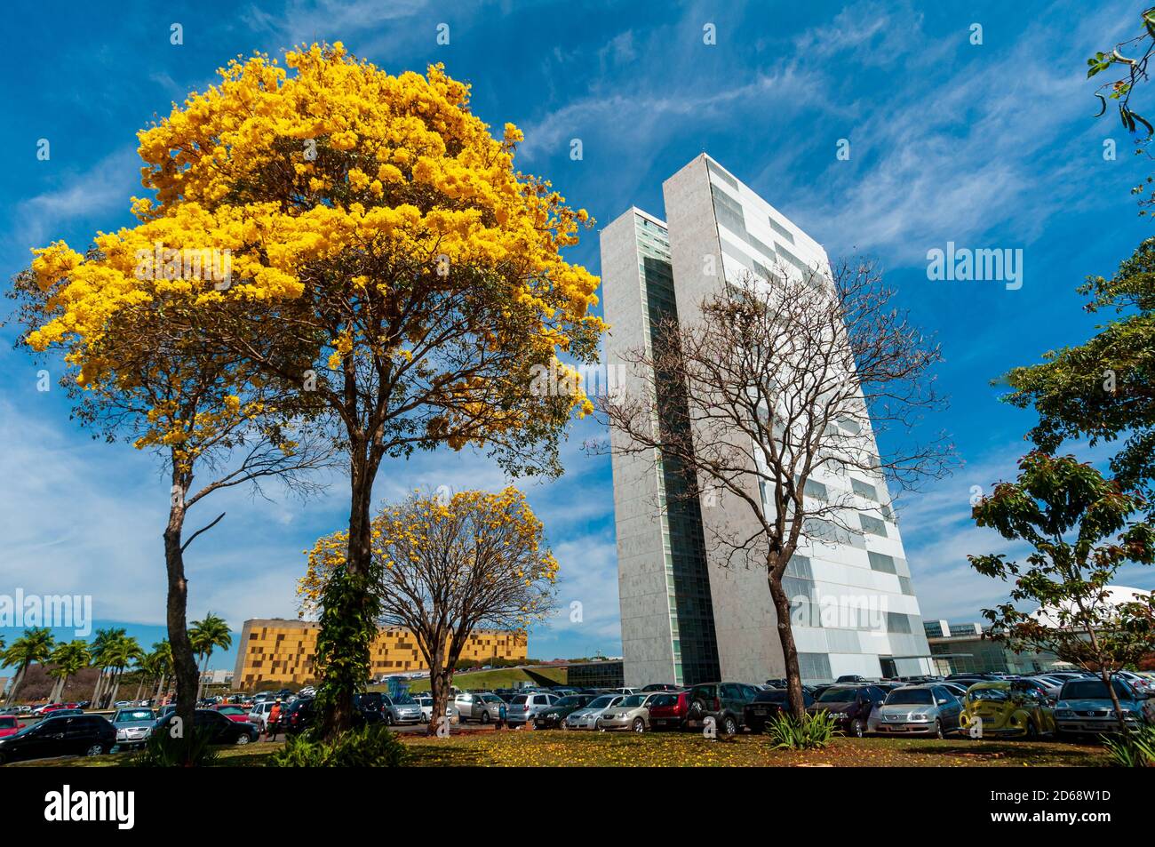 Ipe of brazil national flower hi-res stock photography and images - Alamy