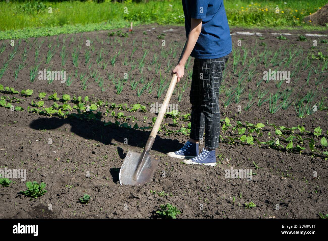 girl farmer digs in the vegetable garden. Growing plants in your ...