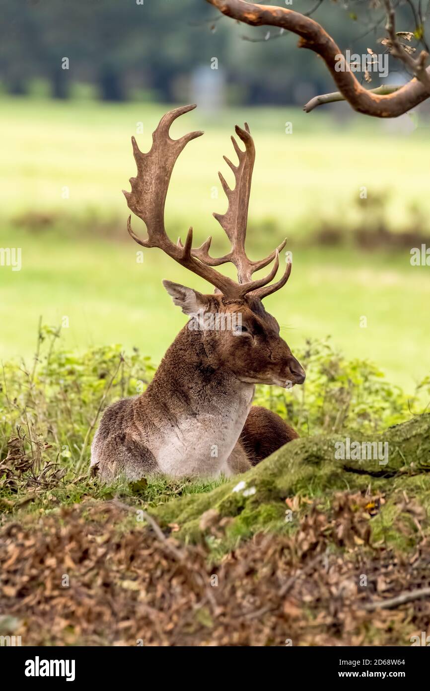 Sleeping red deer hi-res stock photography and images - Alamy