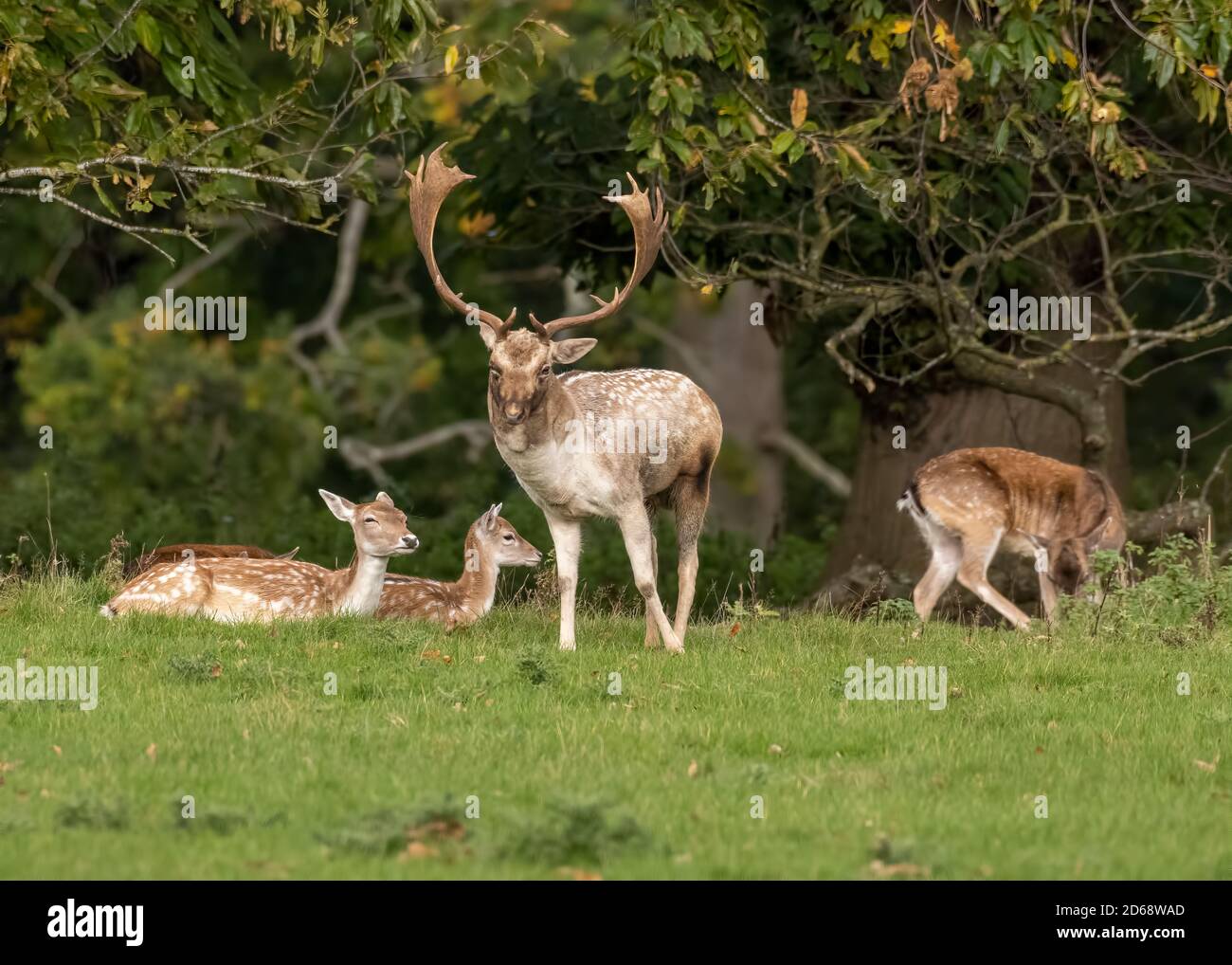 Beautiful fallow deer High Resolution Stock Photography and Images - Alamy