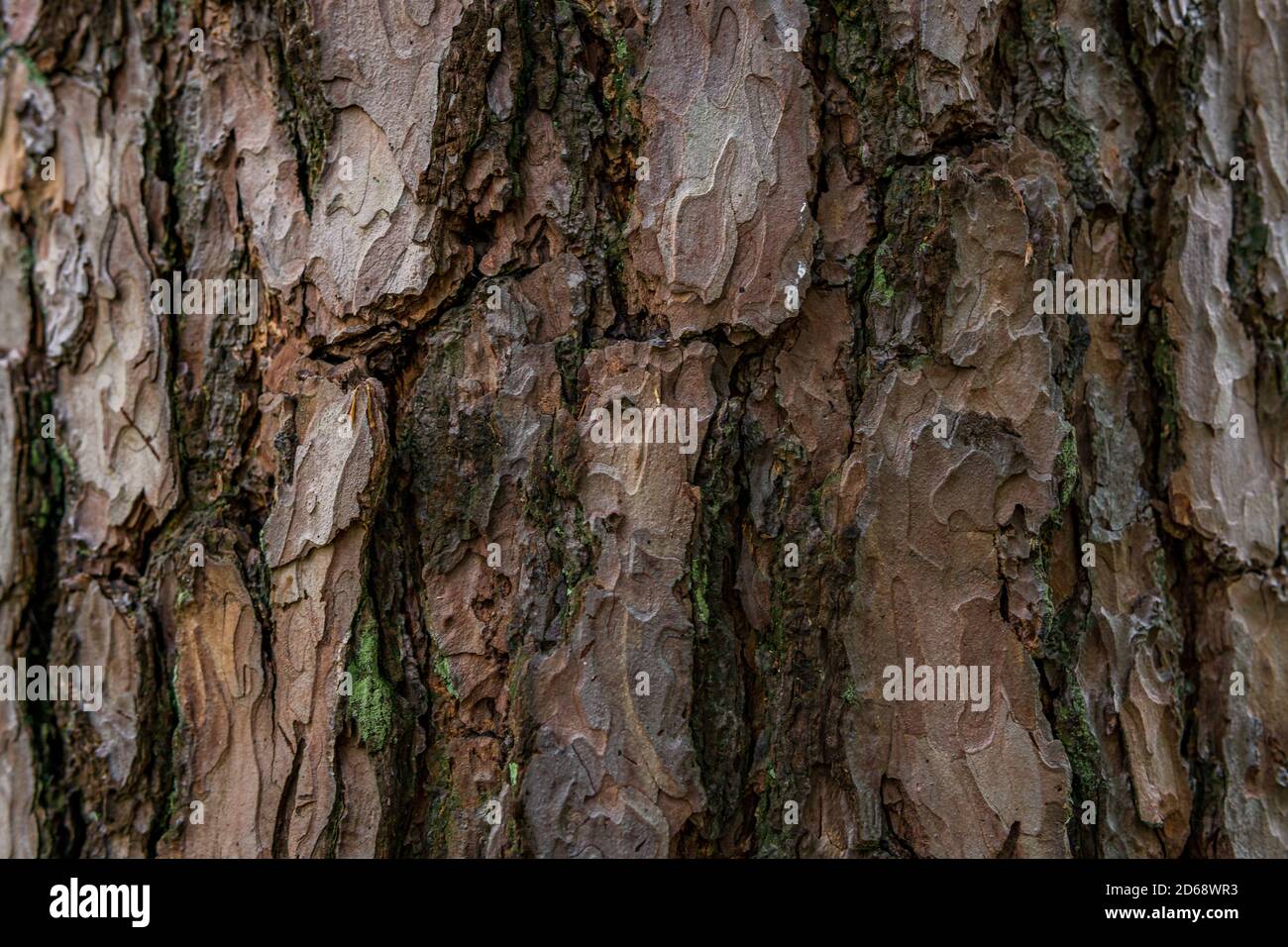 pine softwood tree texture background in mixed forest in upper swabia ...