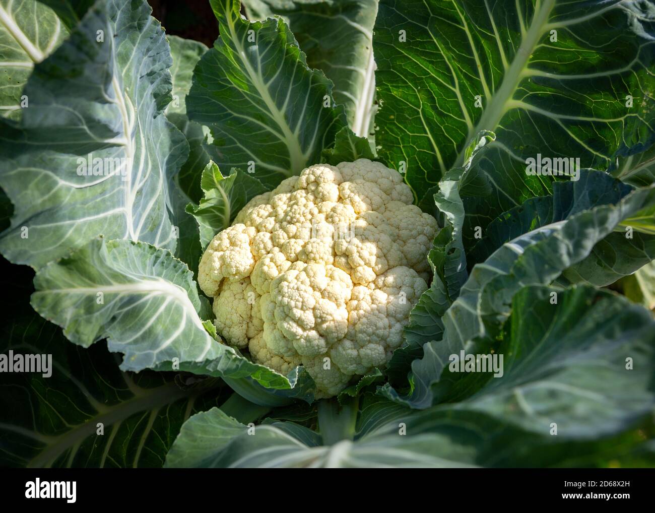 Close-up of a ripe Cauliflower (Brassica oleracea var. botrytis ...