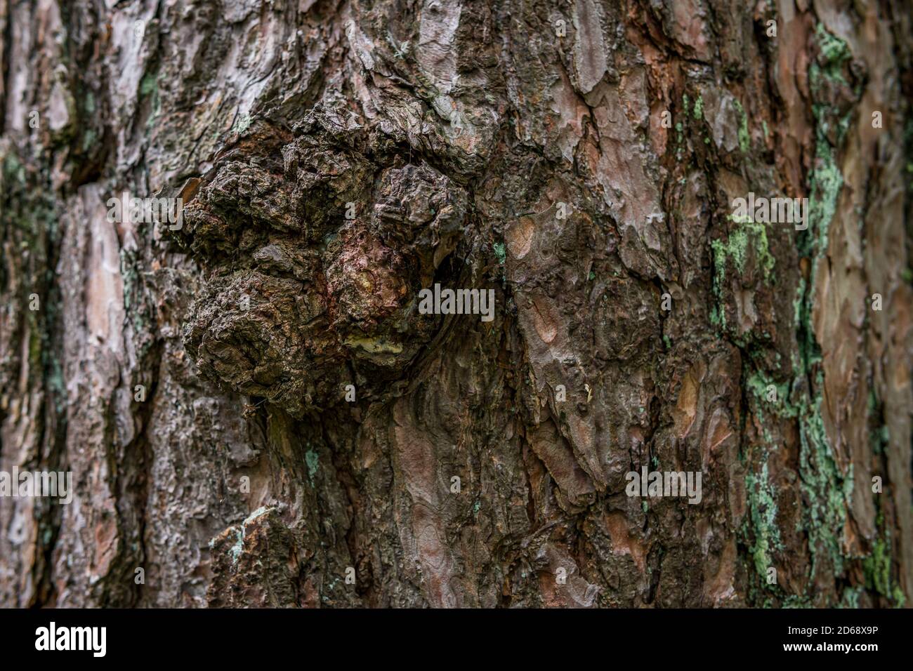 pine softwood tree texture background in mixed forest in upper swabia ...