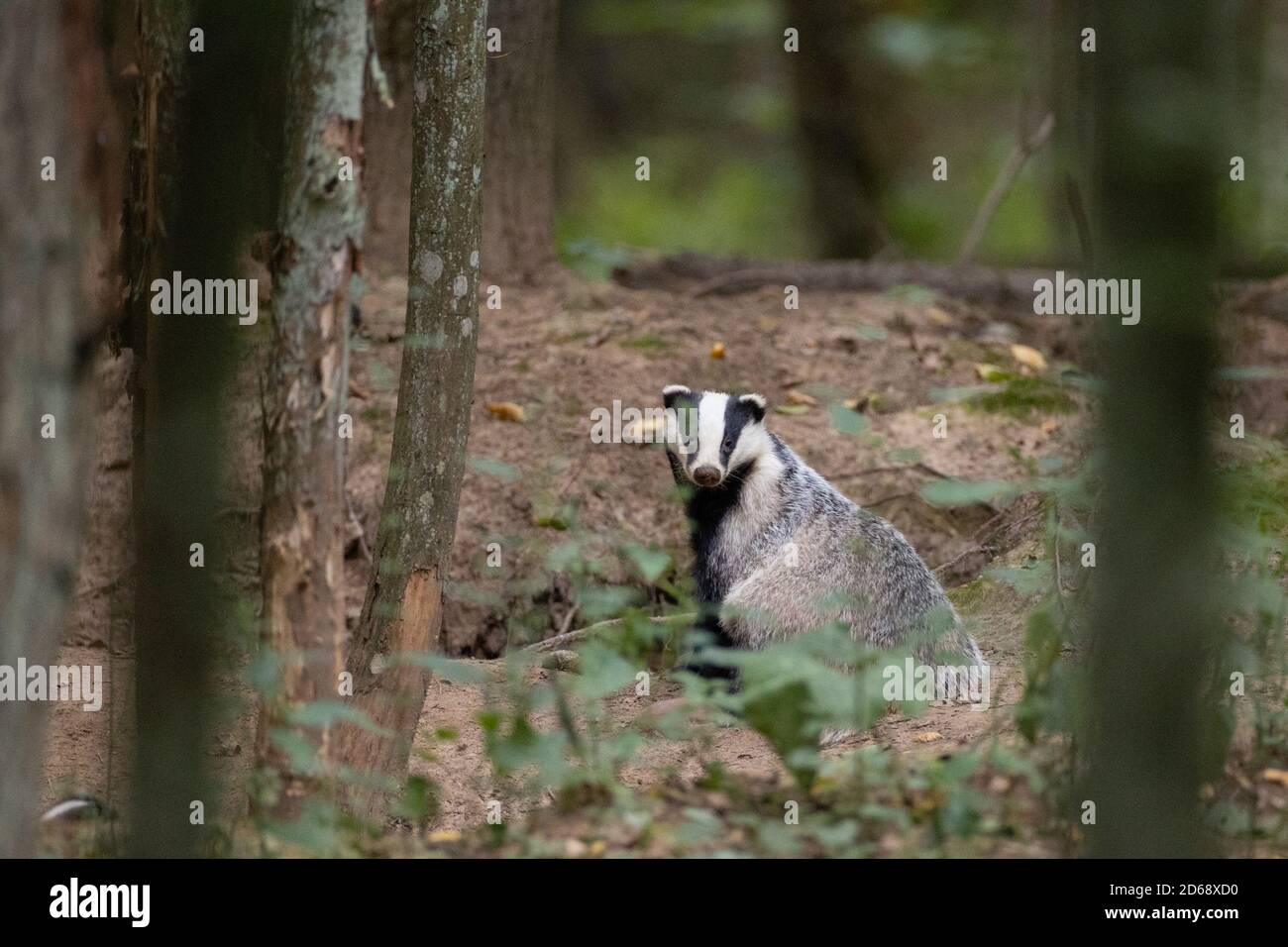 Badger eye hi-res stock photography and images - Alamy