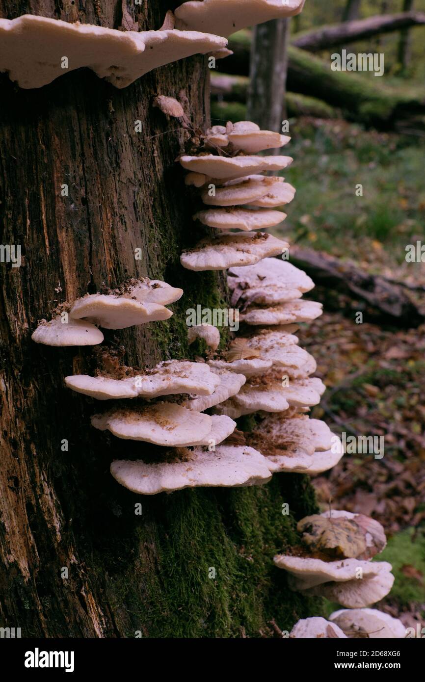 Autumnal fungus grows over old dead spruce tree stump, Bialowieza ...