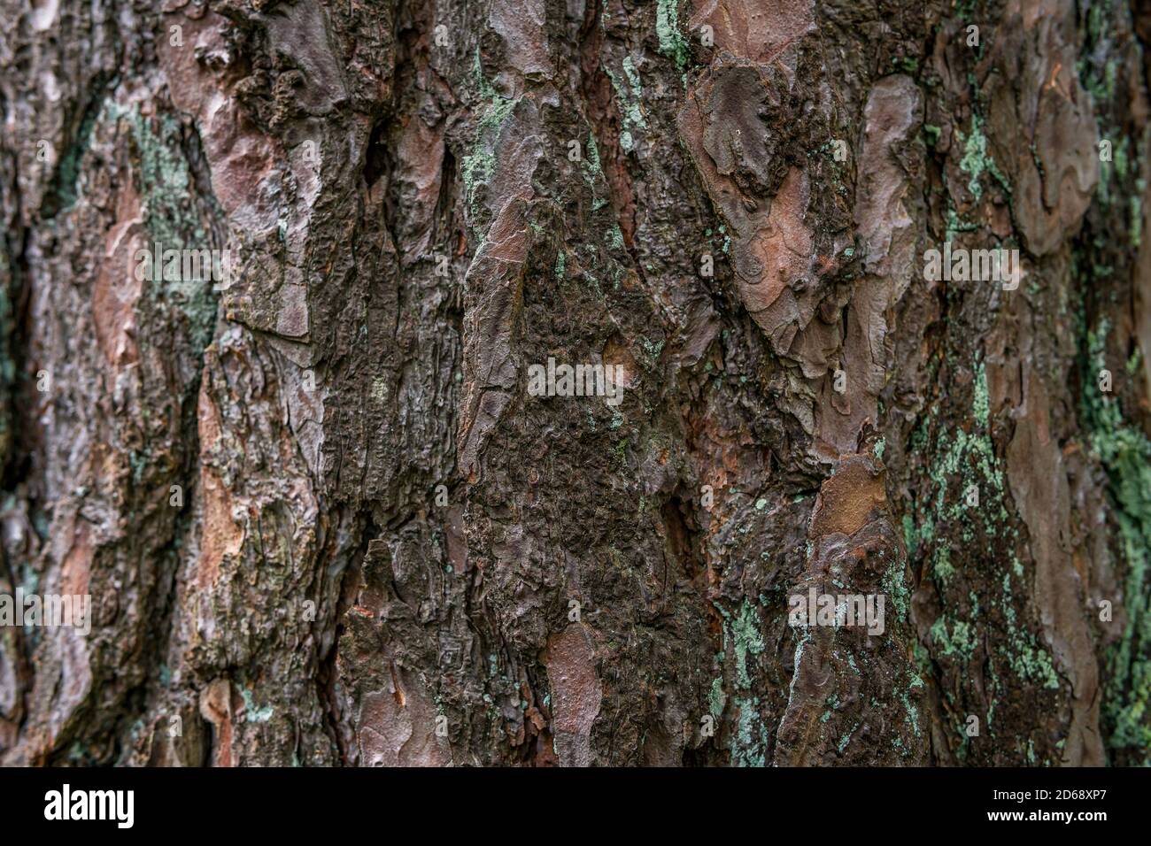 Tropical softwood tree hi-res stock photography and images - Alamy