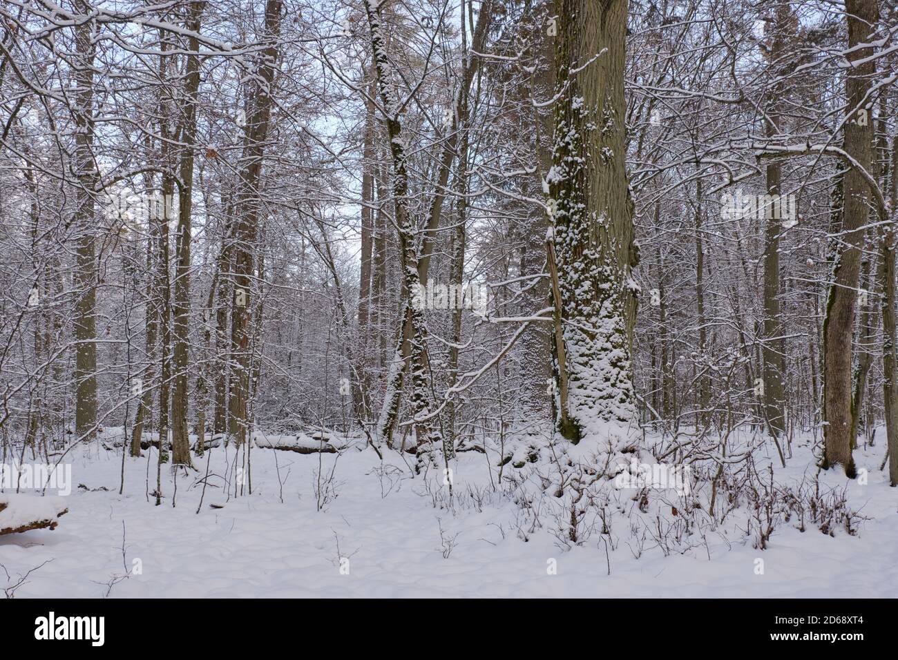 Wintertime landscape of snowy deciduous stand in snowfall, Bialowieza ...