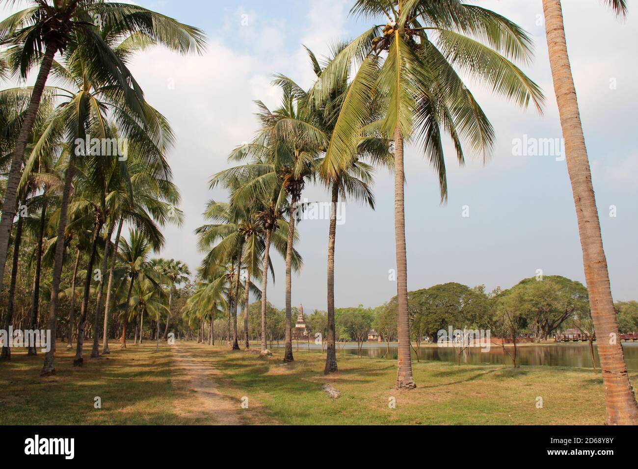Arbre palm arbre hi-res stock photography and images - Alamy