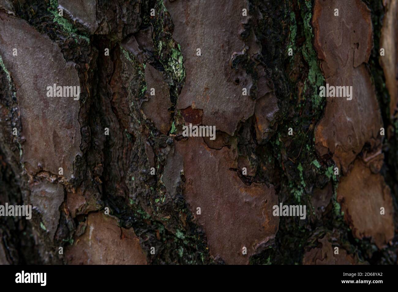 pine softwood tree texture background in mixed forest in upper swabia ...